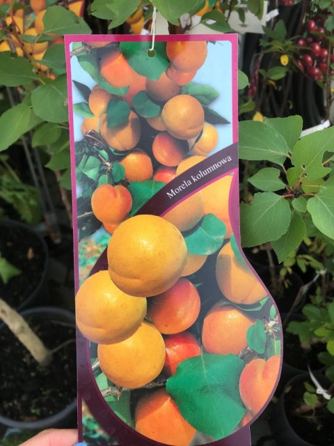 Morela kolumnowa Compacta - Ogrodniczy sklep internetowy WIK-TOR